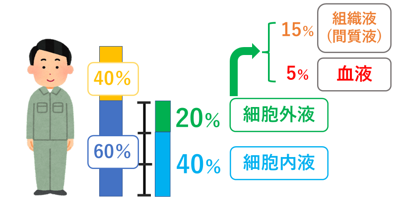 【看護師国家試験勉強】解剖生理『ホメオスタシスと体液組成』バッチリ克服！ | ねこ太と共に歩む看護未来